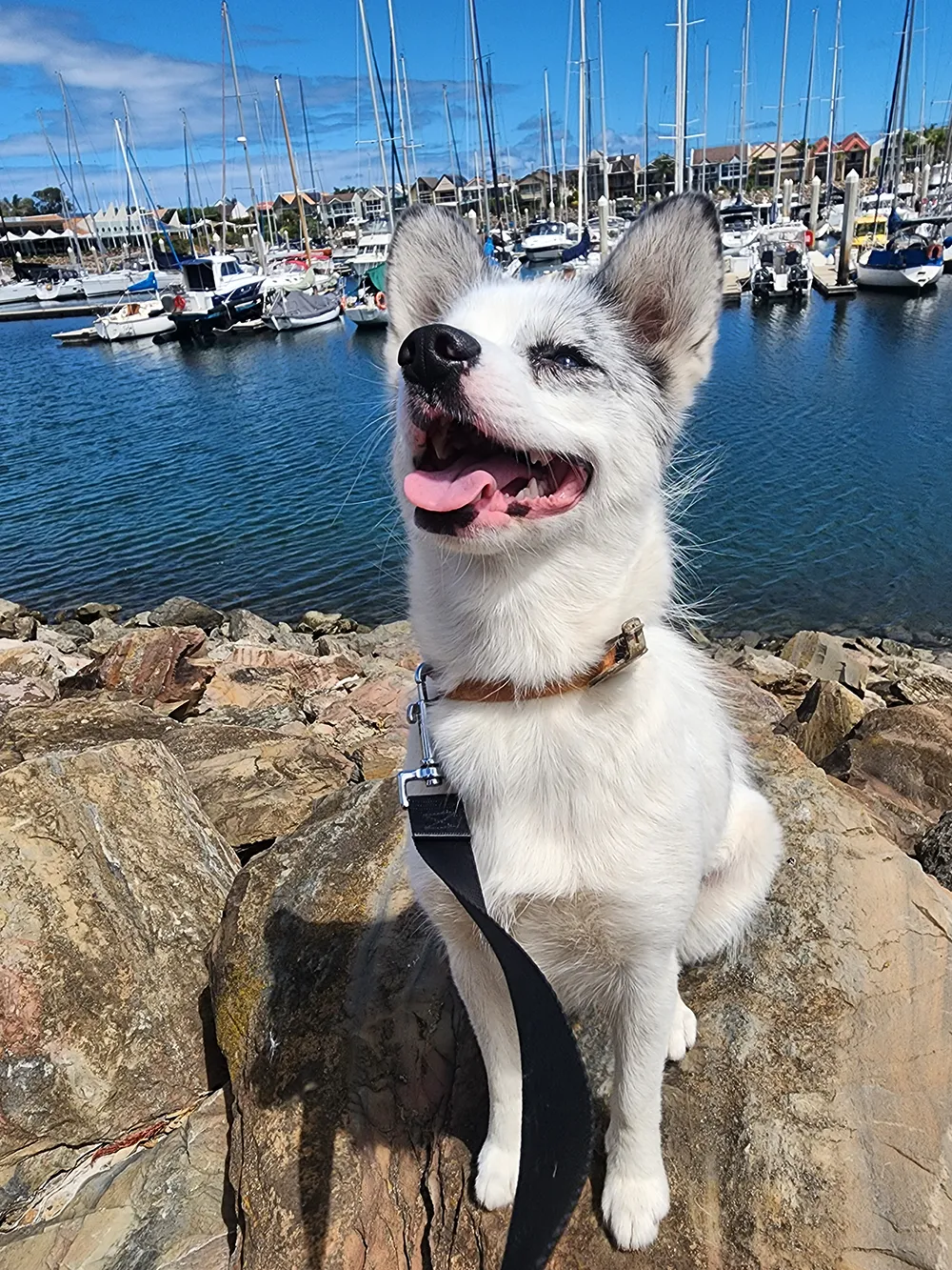 Guardian Homes - Adelaide Klee Kai Spitz | Toy Alaskan Klee Kai ...
